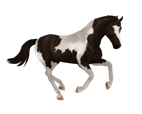 Belgian Warmblood | Horse breed | Star Stable